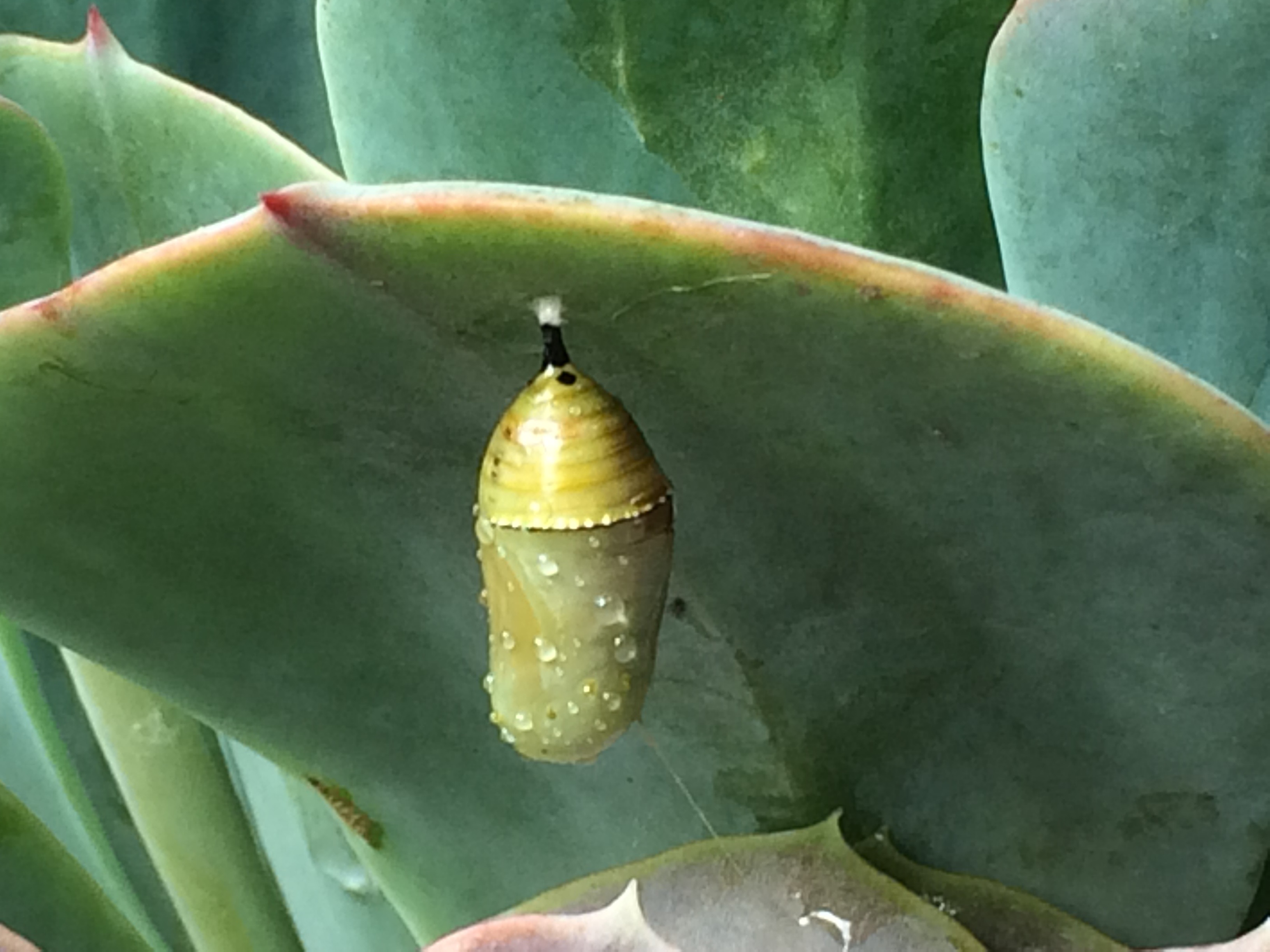 IMG_8802 | Debbie Hecht: Thoughts & Theories